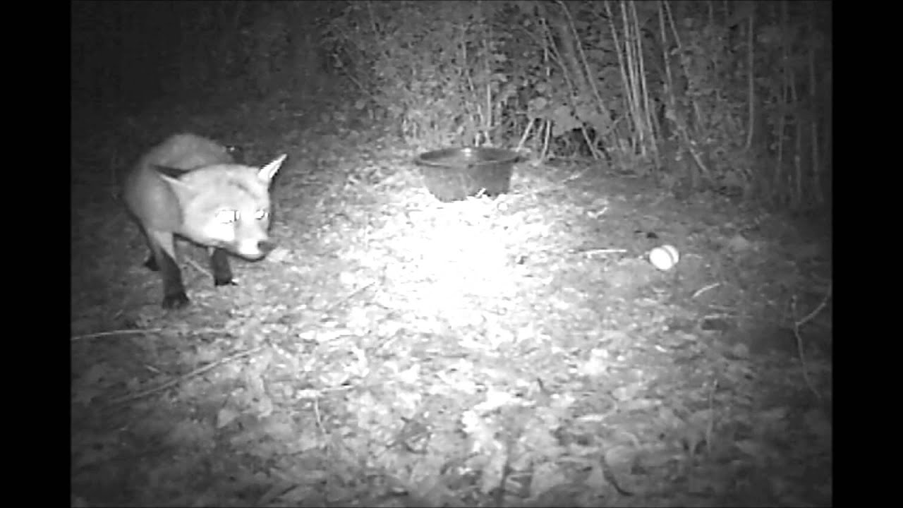 Male Fox Hiding and Finding Food - YouTube