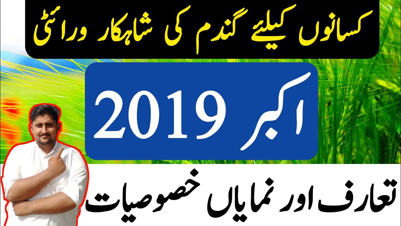 Akbar 2019 Wheat Variety Major Features Akbar 2019 Wheat YouTube akbar-2019-wheat-variety-major-features-akbar-2019-wheat-youtube