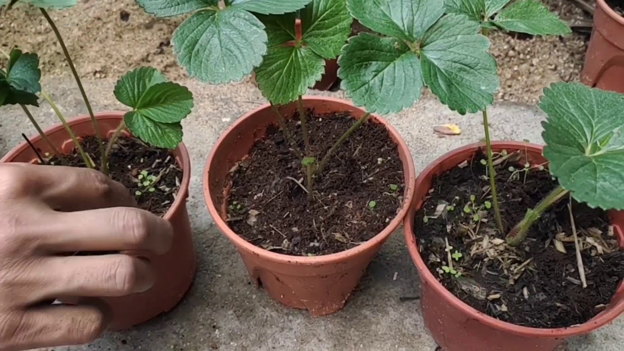 CARA PENJAGAAN POKOK STRAWBERRY #pokokstrawberry#strawberry 🤗🍓🍓 - YouTube