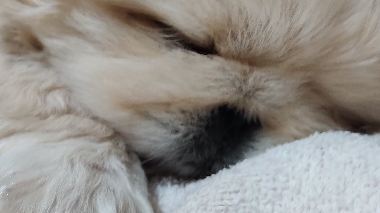 Adorable Baby Pekingese Puppies That Will Melt Your Heart ! From ...