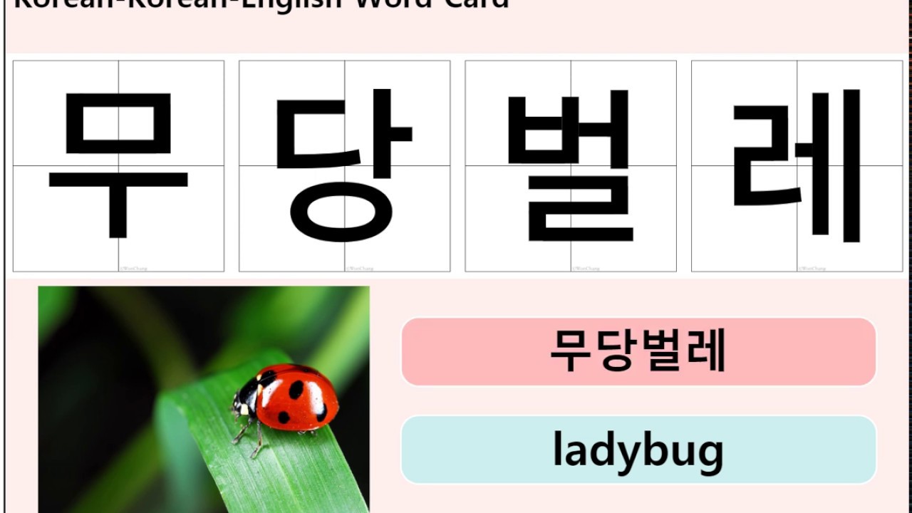 한글공부 - 곤충 / Learn Korean - Insects - YouTube