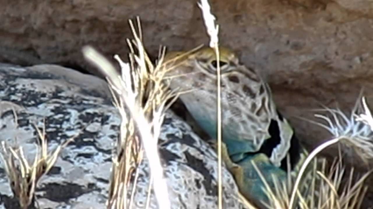 COLLARED LIZARD ~ HIDING OUT IN THE DESERT - YouTube