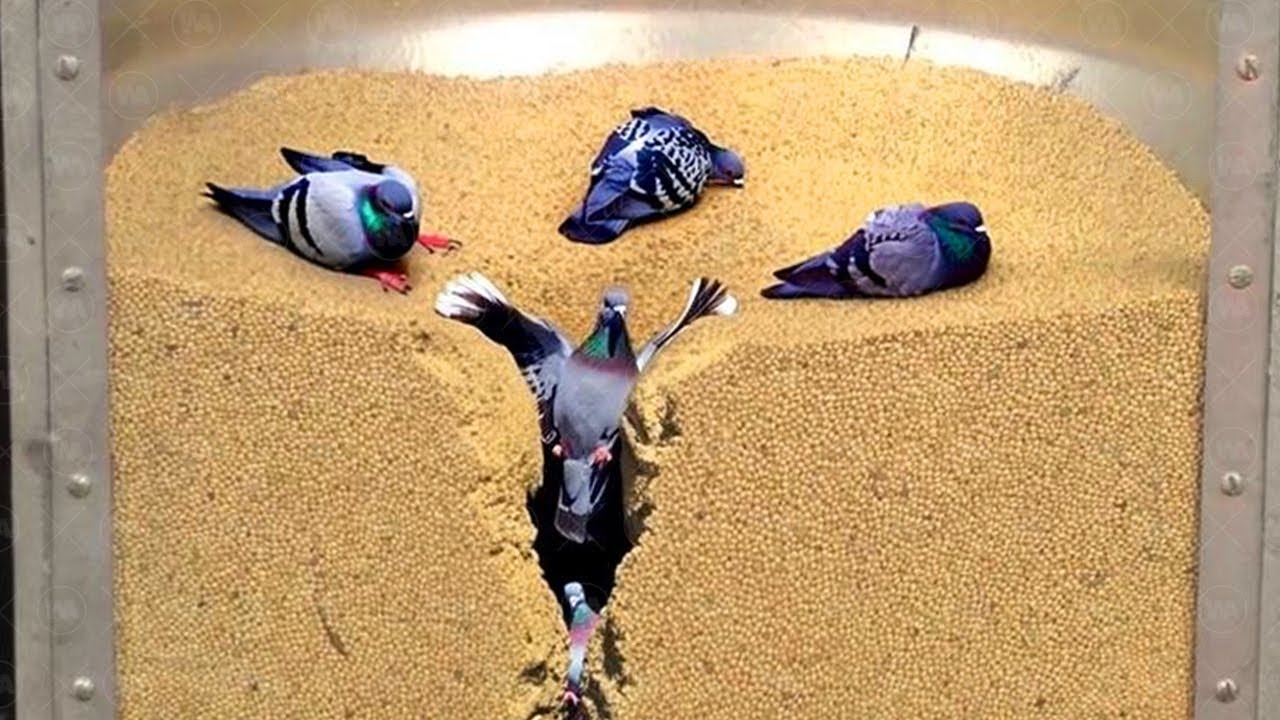 That s Where All The Pigeons Disappear The Dumbest Things Animals Do that-s-where-all-the-pigeons-disappear-the-dumbest-things-animals-do