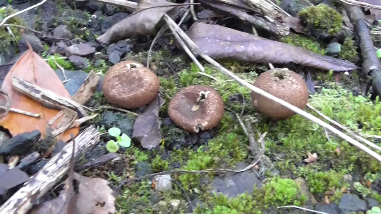 Wolf Fart Puffballs or Lycoperdon Pyriforme - YouTube