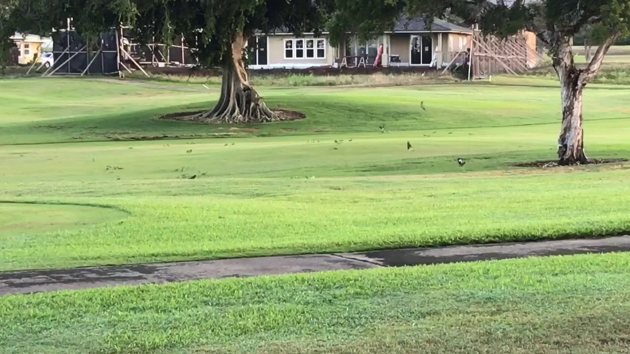 Rose-ringed Parakeets on Hawaii Golf course - YouTube
