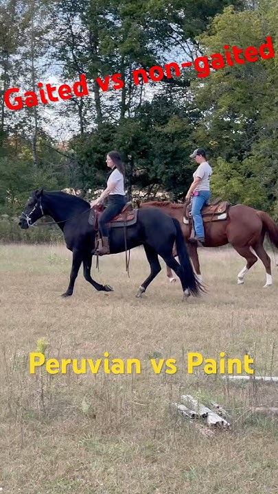Gaited vs non-Gaited. #horse #horses #peruvian #painthorse #gaitedhorse ...