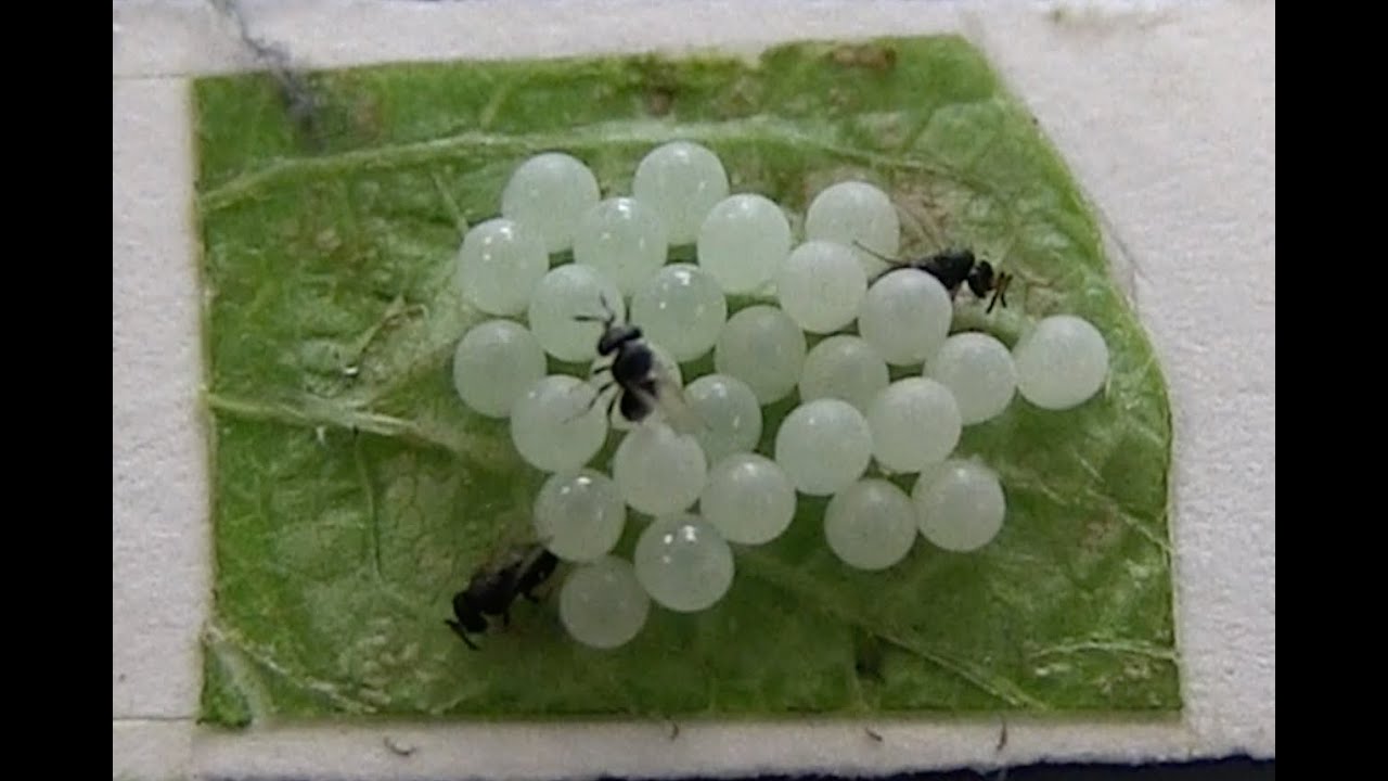 Biocontrol of Brown Marmorated Stink Bug w/ the Samurai wasp ...