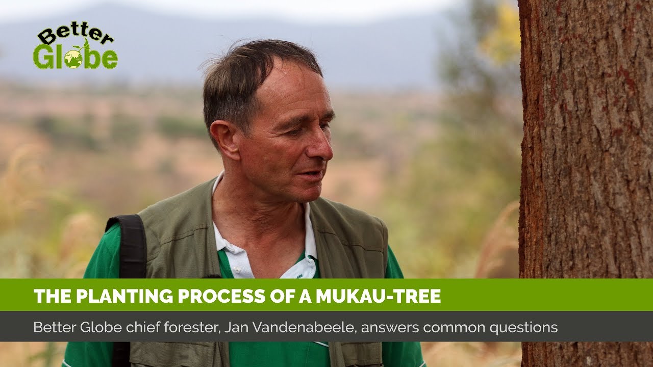 The planting process of a Mukau-tree - YouTube