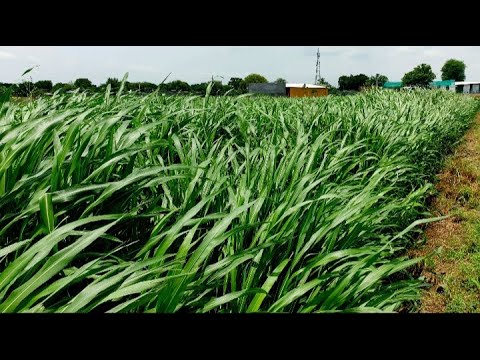Multicut Green Fodder for Goat - YouTube