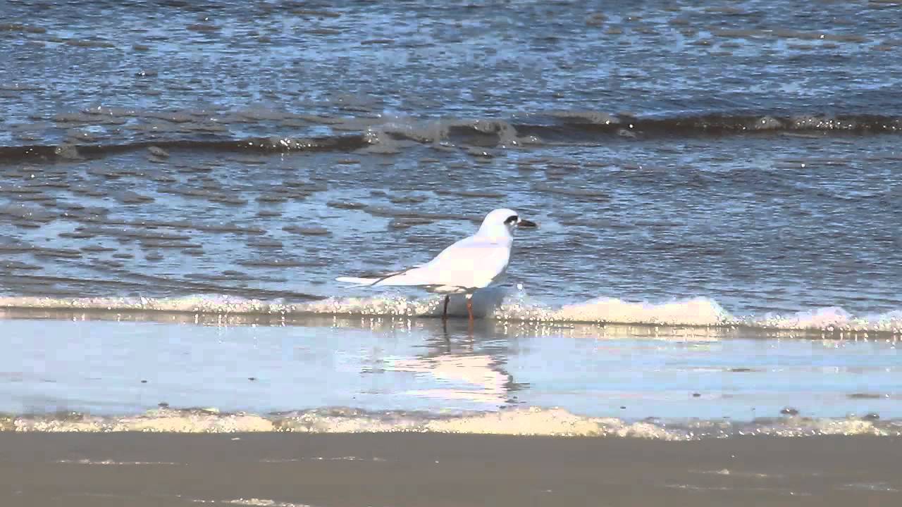 Sterna trudeaui (trinta-réis-de-coroa-branca) Snowy-crowned Tern - YouTube
