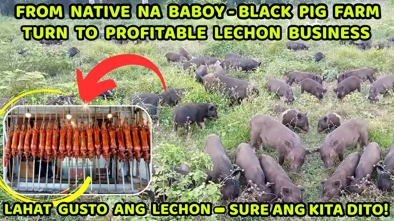 NATIVE NA BABOY - BLACK PIG FARM TURN TO PROFITABLE LECHON BUSINESS ...