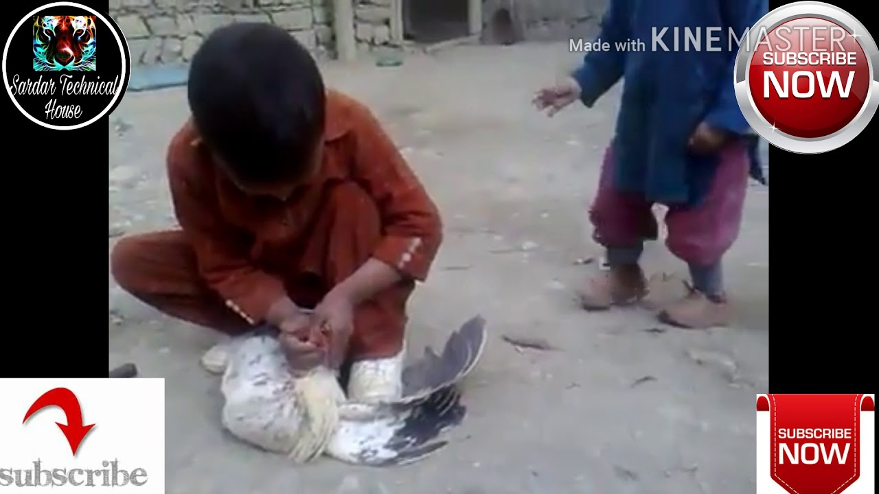 Children cut chicken neck with knife. - YouTube