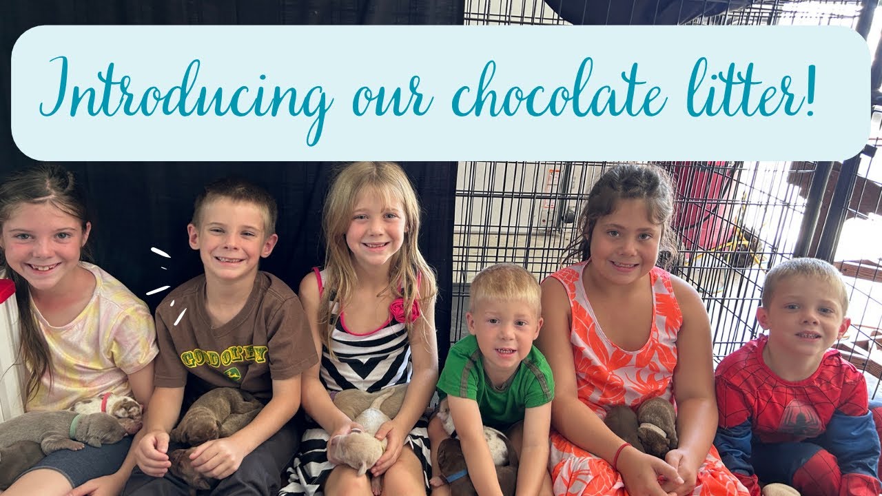 LITTER OF 13 GREAT DANE PUPPIES | INTRODUCING KIMBER'S CHOCOLATE LITTER ...