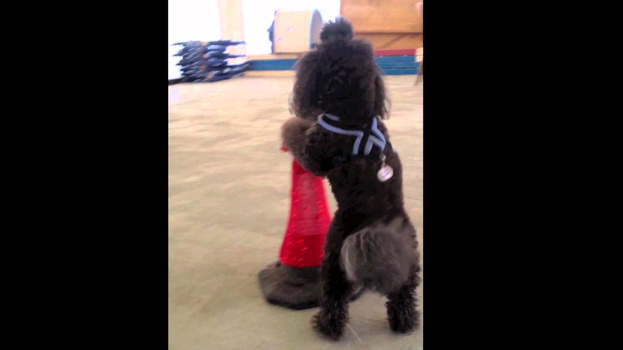 Charlie Poodle showing off his new cute trick - YouTube