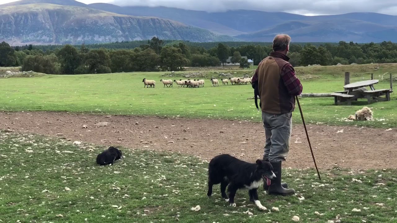 Working sheepdogs - Scotland - YouTube