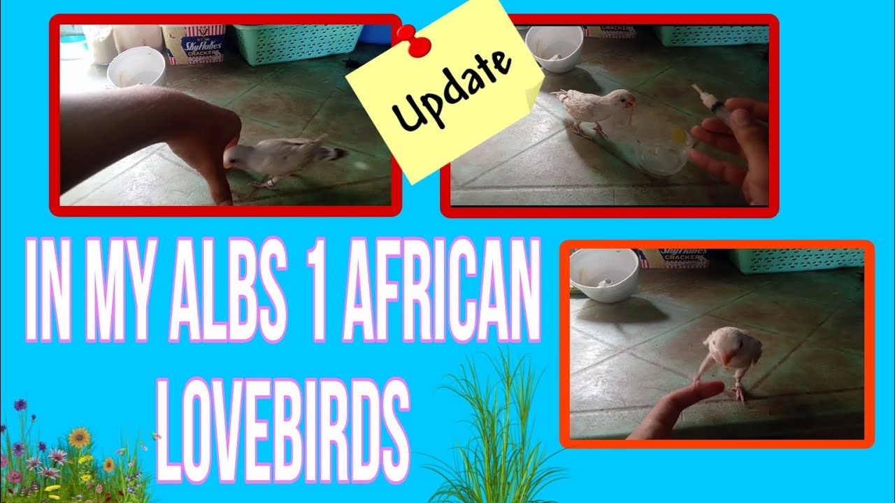 UPDATE || IN MY Albs 1 AFRICANLOVEBIRDS (BIRD TRICKS) - YouTube