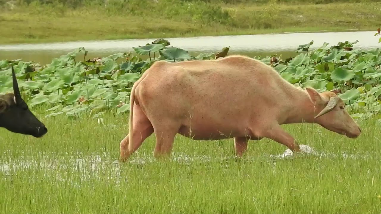 Pink Buffalo - YouTube