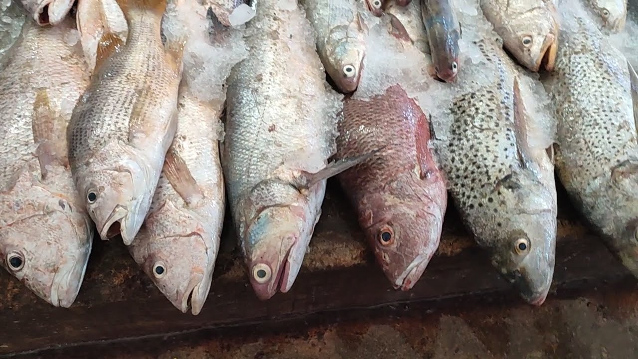 fish rates latest fish rates update fish market karachi fisheries - YouTube