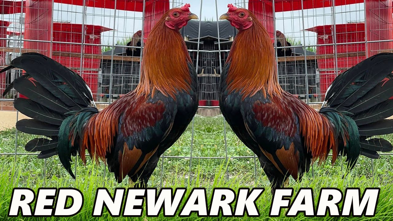 Sweater Col Givens Roundhead Kelso - RED NEWARK FARM Beautiful Birds ...