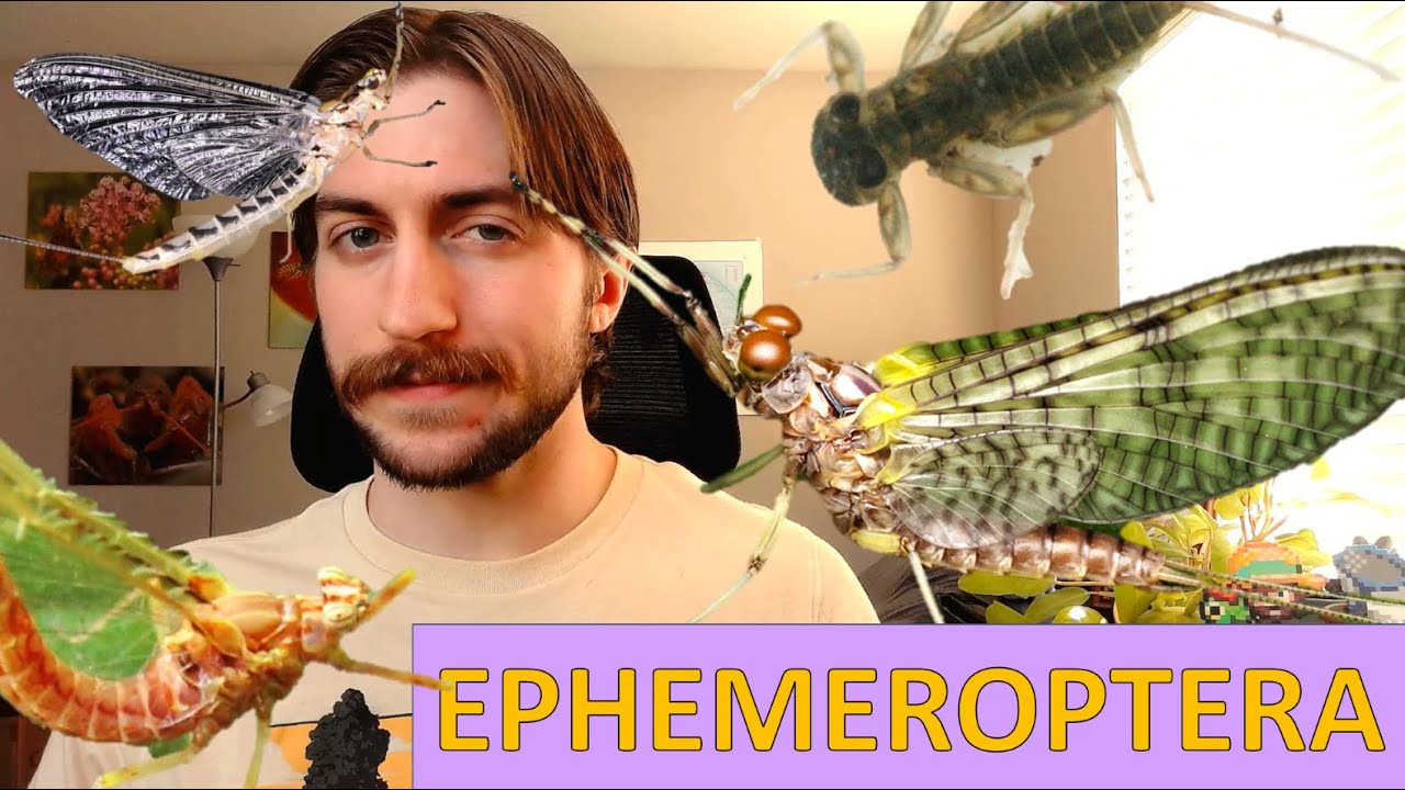 Ephemeroptera: The Mayflies - Order Spotlight - YouTube