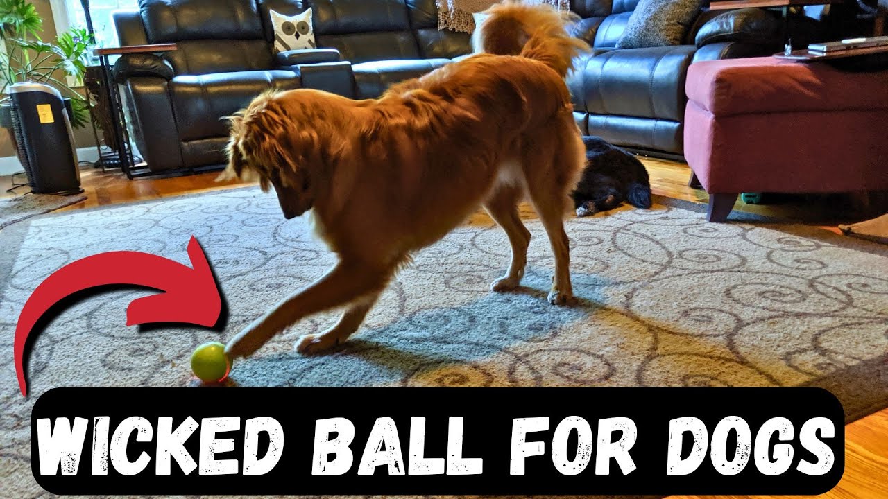 Cheerble Auto-Rolling, Light Up Dog Ball Is One Of The BEST Interactive ...