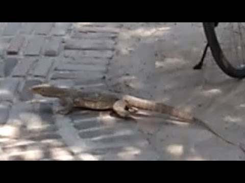 scary lizard got scared - YouTube