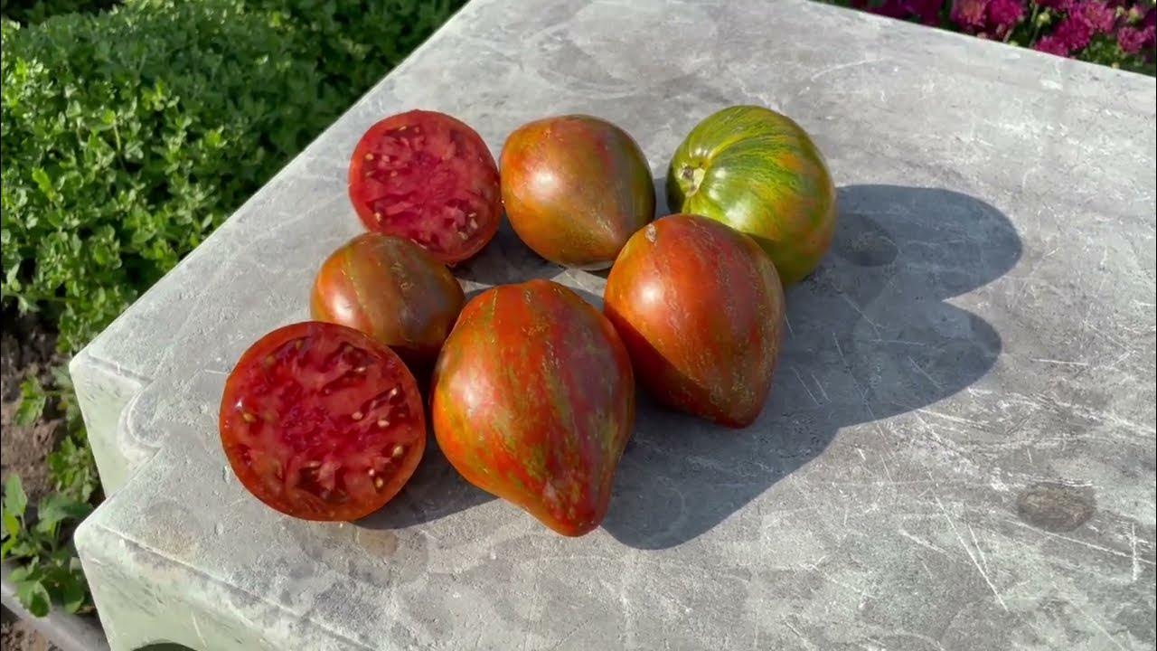 Звездное Сердце Марши. Marsha’s Starfighter Heart tomato. - YouTube