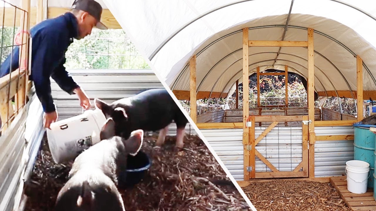 The Best Pig Shelter On Youtube For A Small HOMESTEAD YouTube the-best-pig-shelter-on-youtube-for-a-small-homestead-youtube