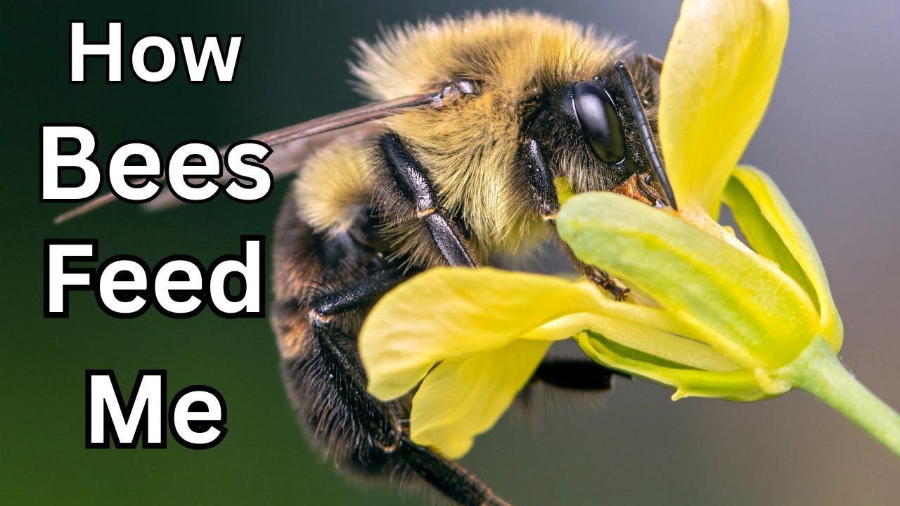 HOW DO BEES FEED ME? - Learn All About Bees - Educational READ-ALOUD ...