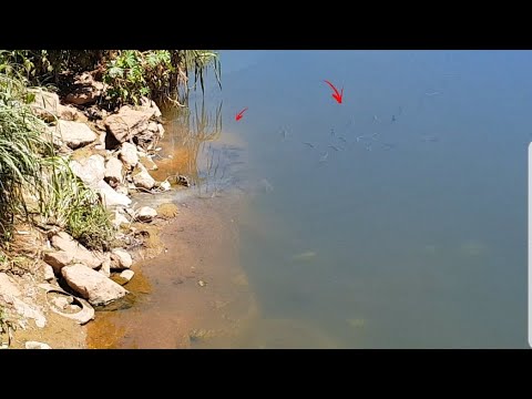 CARDUME GIGANTE COMENDO MERDA NO ESGOTO! pescaria. - YouTube