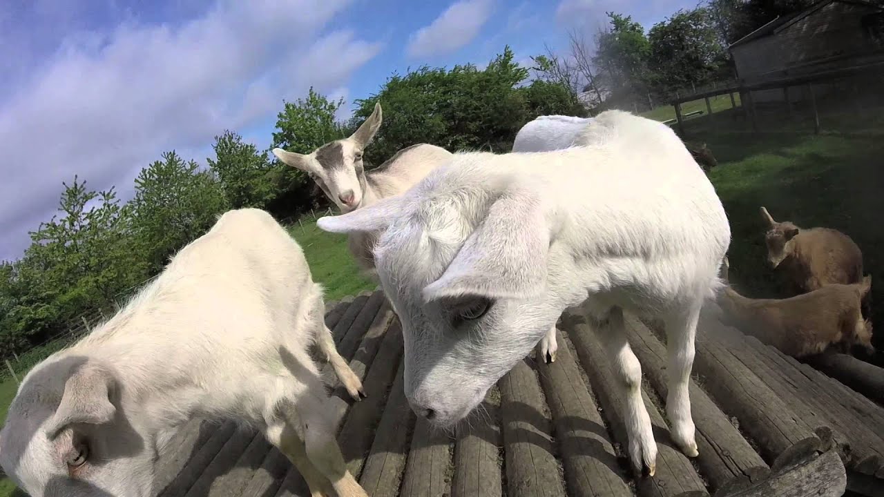 White Goats at Odds Farm Park - YouTube
