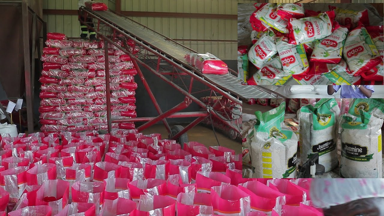 Watch Massive Ghana Rice Production. #Eat Ghana Rice Campaign# - YouTube