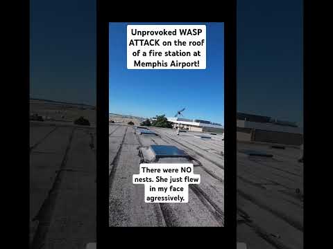 Why Are Wasps Such Assholes