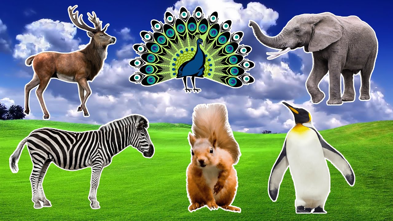 Lovely animals, the lives of familiar animals - elephant, peacock, deer ...