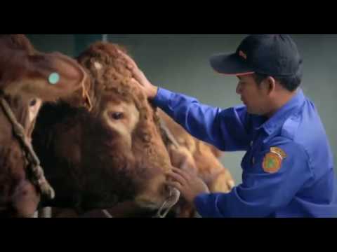 Inseminasi Buatan BBIB Singosari - YouTube