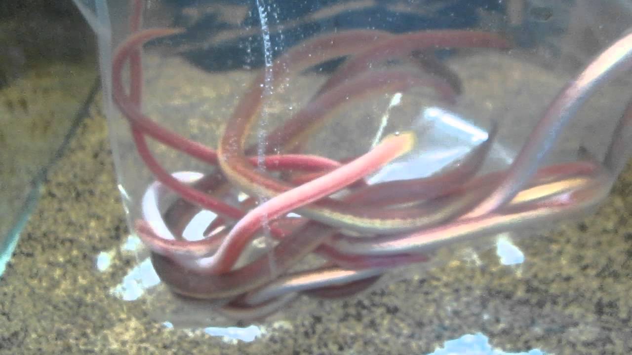 Spagetti Eels - YouTube