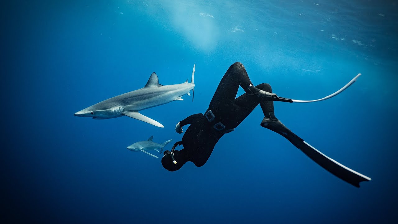 Freediving in Azores islands - sharks, mobula rays, dolphins, whales ...