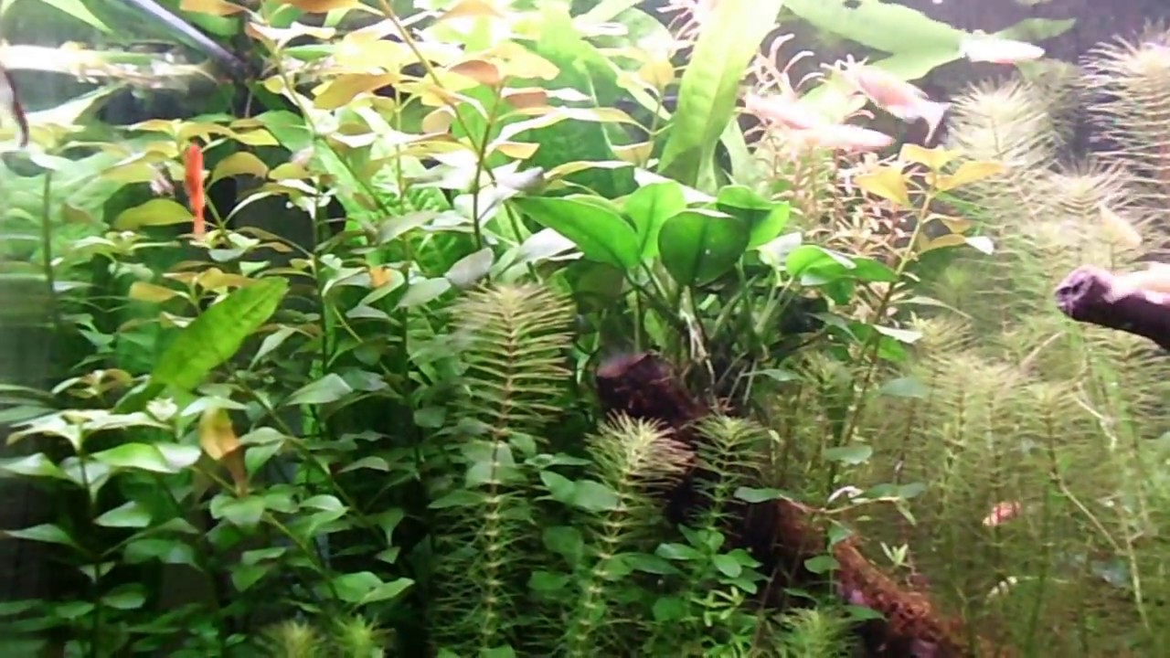 90L Planted Aquarium - YouTube