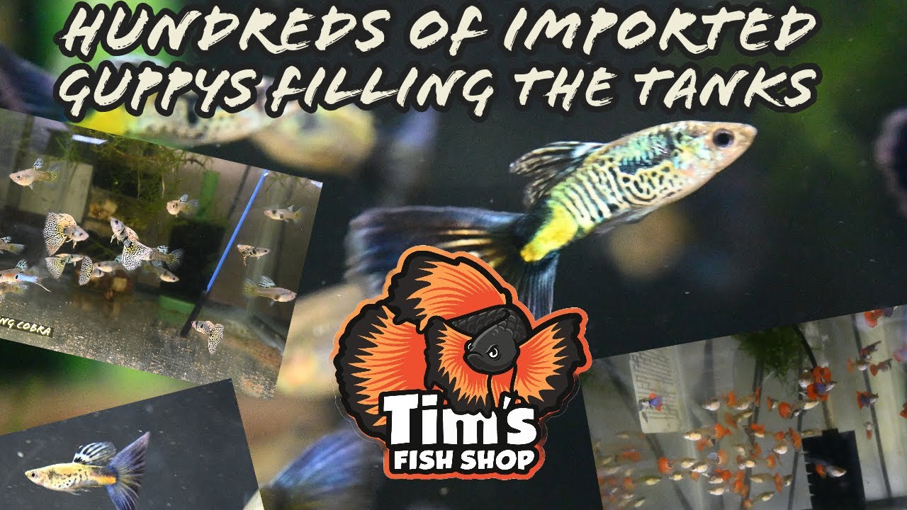 2 Days, 380 Fish, 12+ Strains Huge Guppy Import is a must see - YouTube