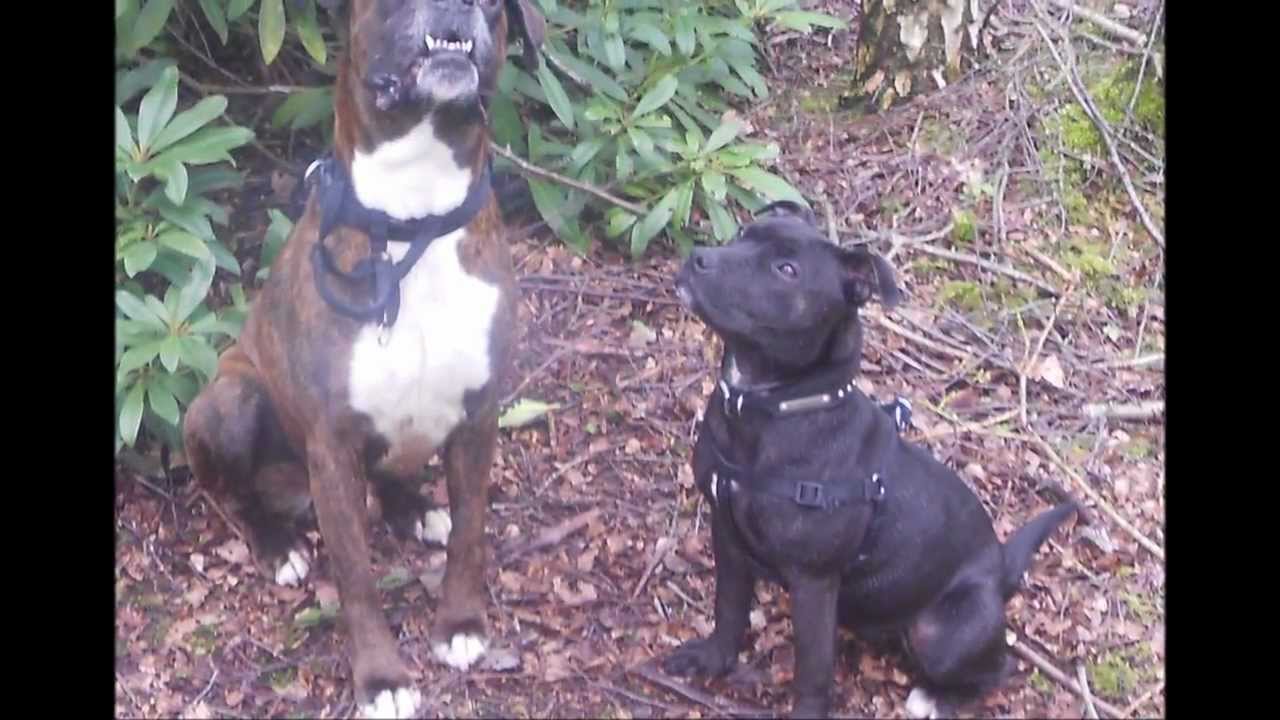 Staffordshire Bull Terrier VS. Boxer Dog. - YouTube