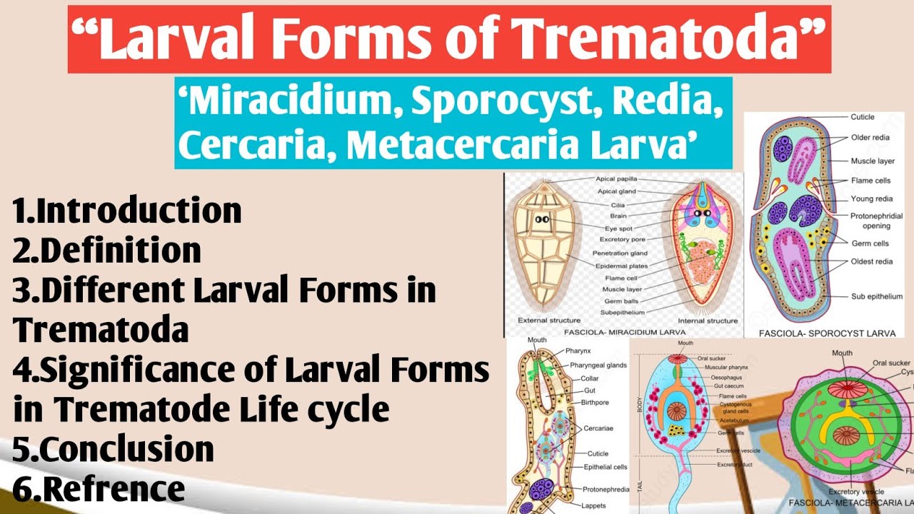 Larval Form of Trematoda | Miracidium Larva | Sporocyst | Redia ...