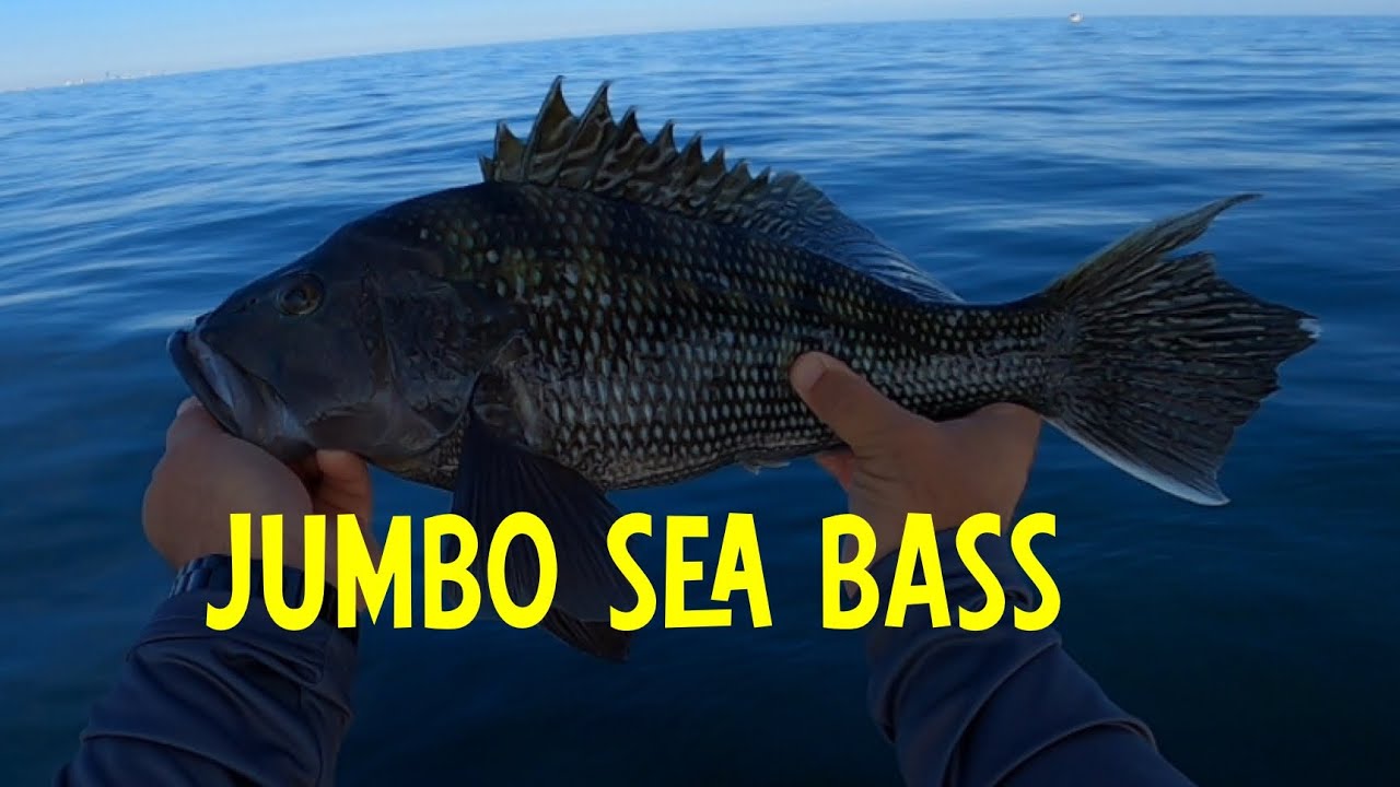 Jumbo Sea Bass with Aquasport Bob Epic Day!! - YouTube