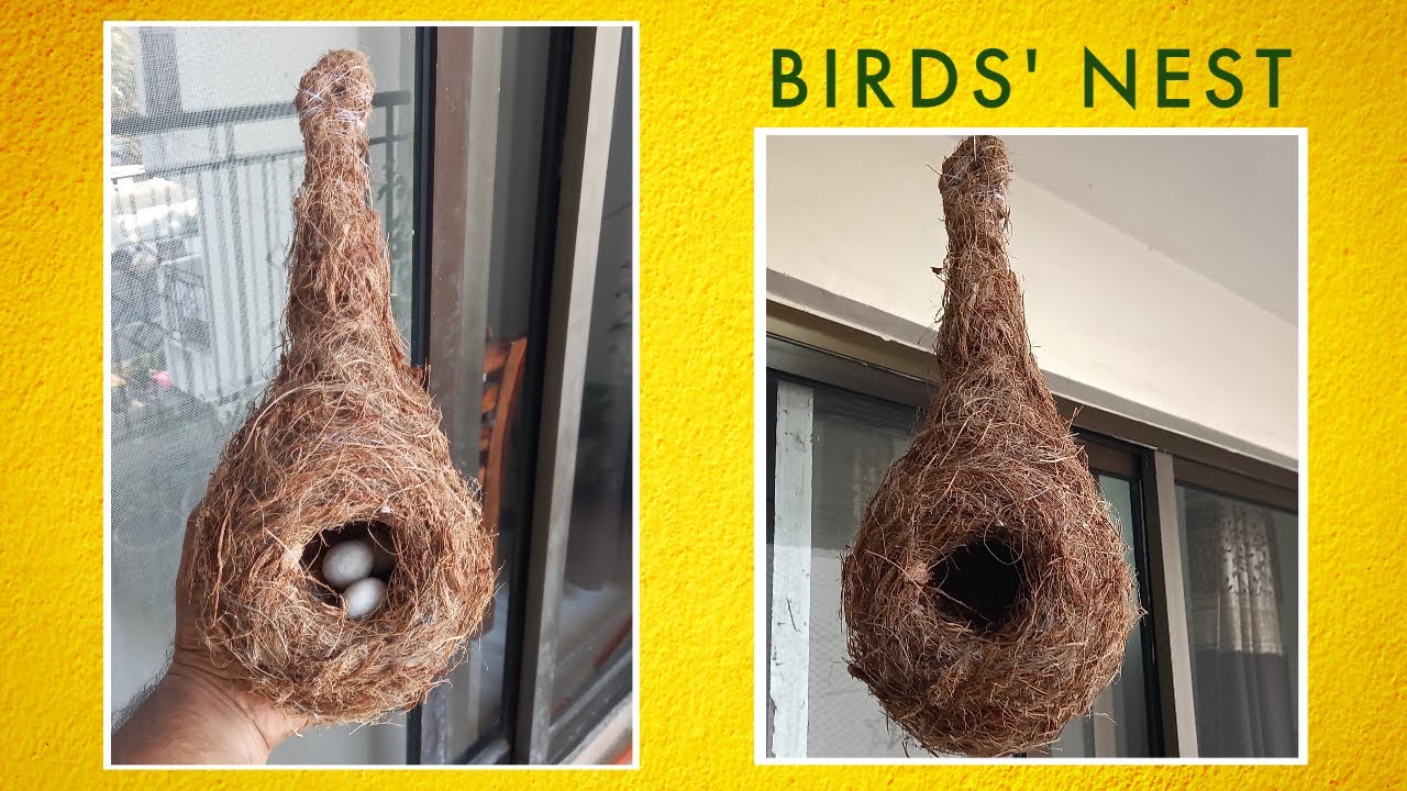Making a Birds Nest Using Coconut Fiber and shells | Waste material ...