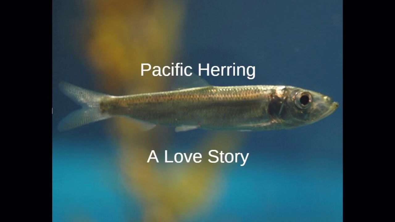 Pacific Herring: A Love Story - YouTube