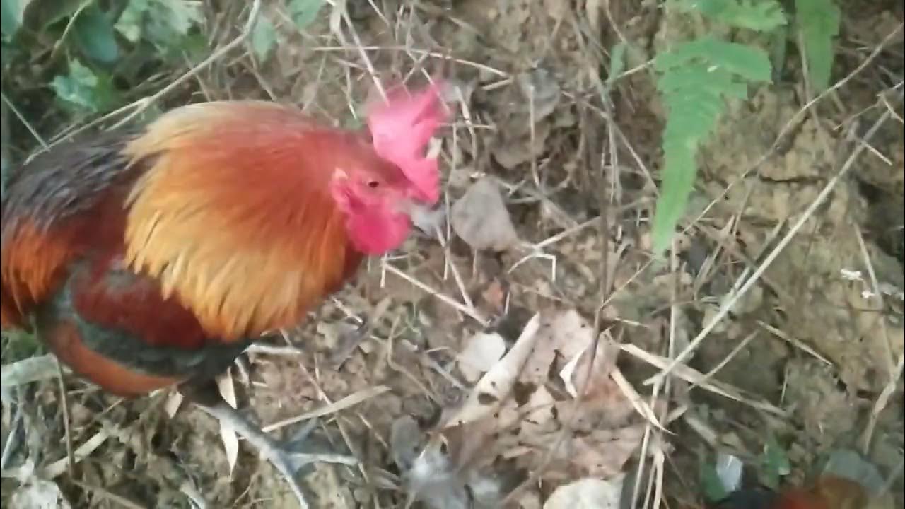 dib qaib tuaj zoo heev li 2024 - YouTube