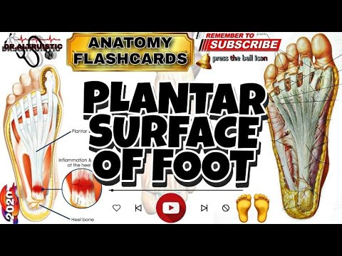 PLANTAR SURFACE OF FOOT l ANATOMY SERIES 2020 FLASHCARDS l HOW TO STUDY ...