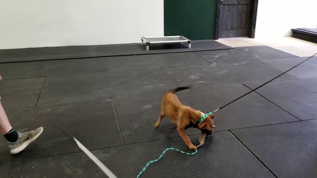 Inka, K9 Unleashed, Puppy Bite Development, Protection Dogs for Sale ...