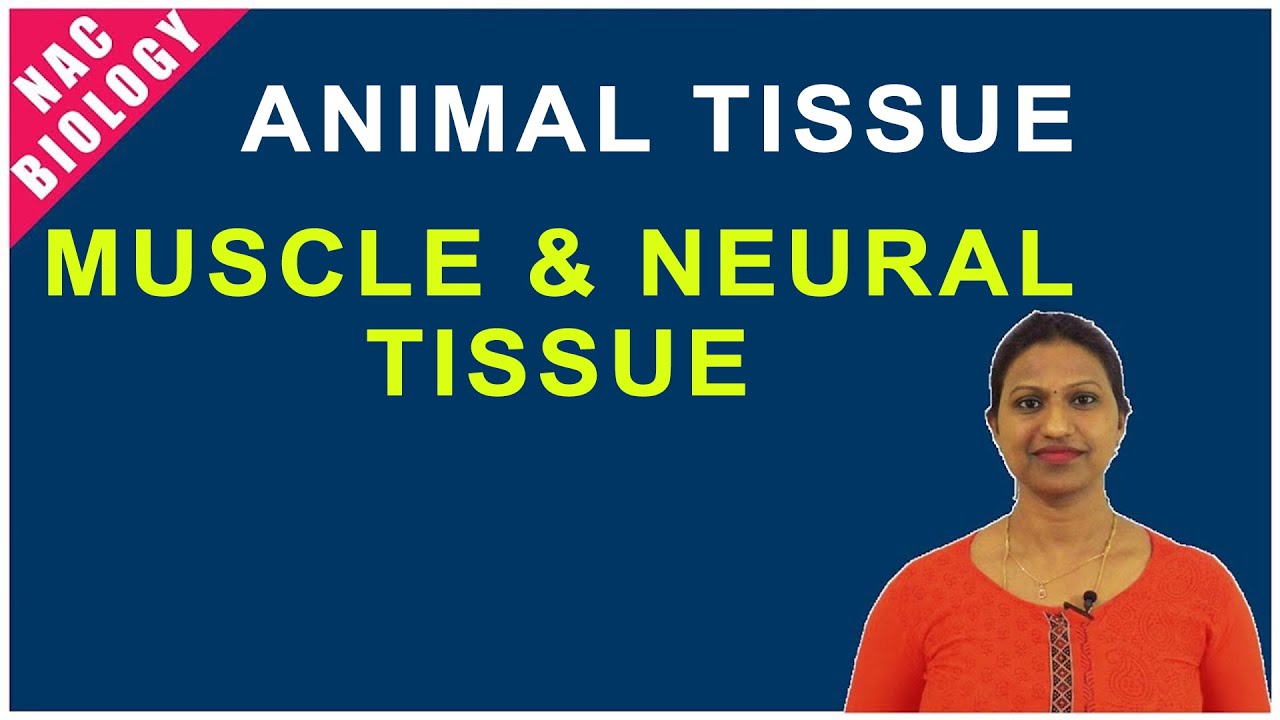 Muscle and Neural Tissue Class 11 NCERT | Board | NEET Explained - YouTube