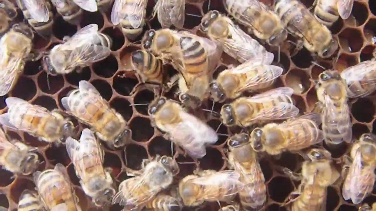 the famous honeybee waggle dance - YouTube