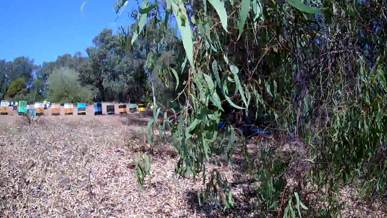 Eucalyptus Redgum Lerp Psyllid - YouTube